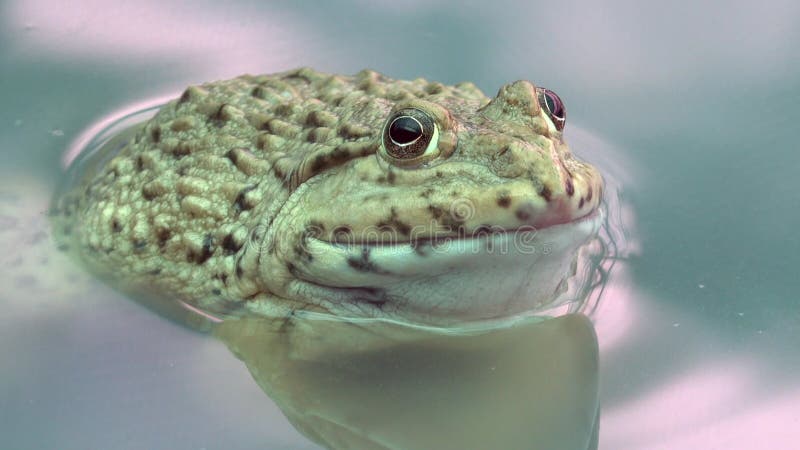 Frog mouth open stock video. Video of embarrassed, amphibia - 275887317