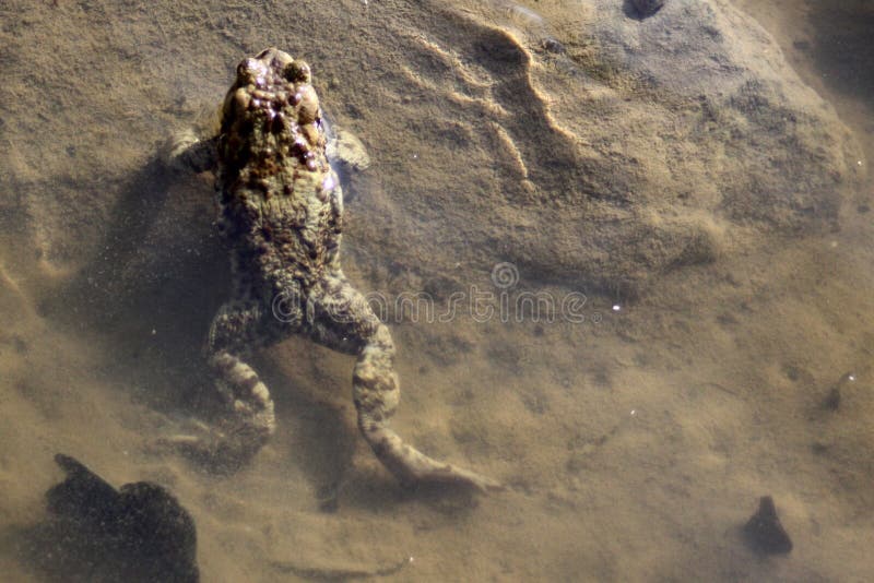 A frog in the muddy pond stock photo. Image of soil - 274106576