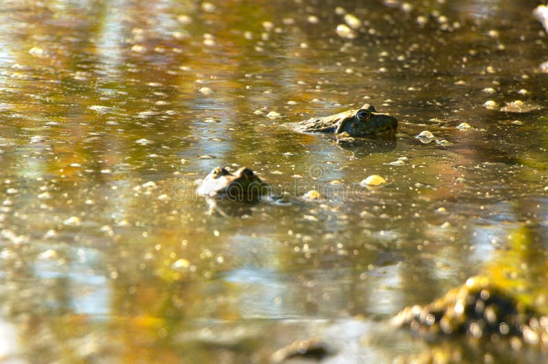 Frog in a muddy pond stock photo. Image of grass, sitting - 42309484