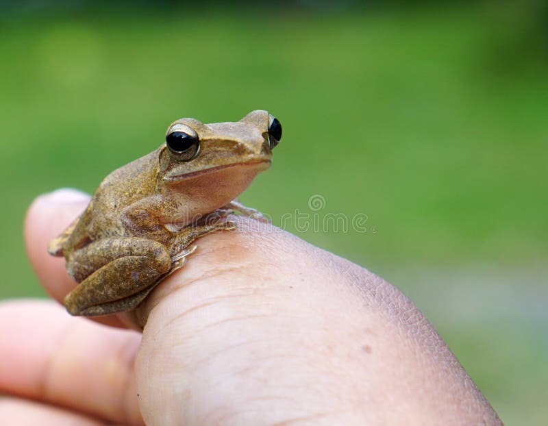 Frog in my hand stock image. Image of hand, animal, colorful - 96862661