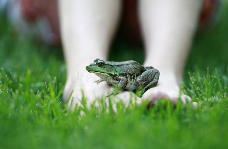 Frog fun stock photo. Image of explore, barefoot, comical - 2516074