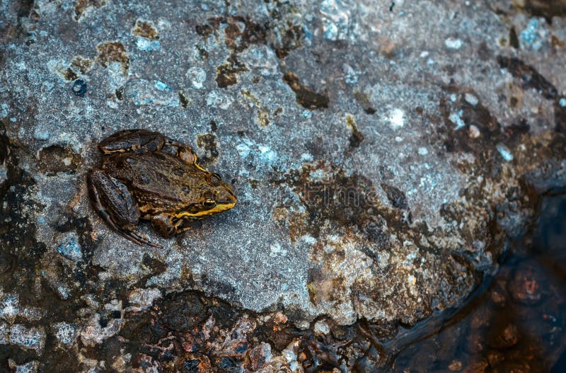 Natural Camouflage stock image. Image of forest, tree - 15813143