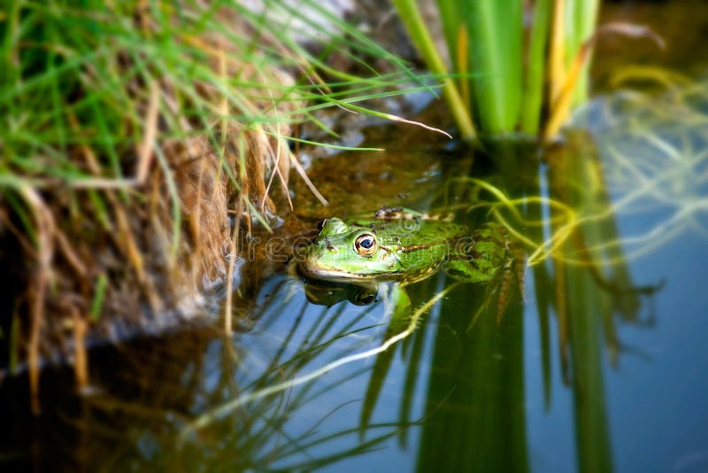 Frog In A Natural Environment Stock Image - Image of river, lake: 21026441