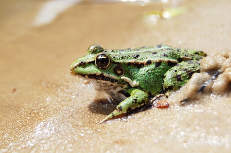 Frog in Natural Environment Stock Photo - Image of enchanted, mphibian ...