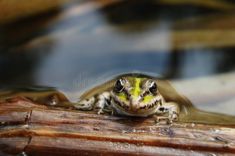 Frog in Natural Environment Stock Image - Image of fons, nature: 62113573