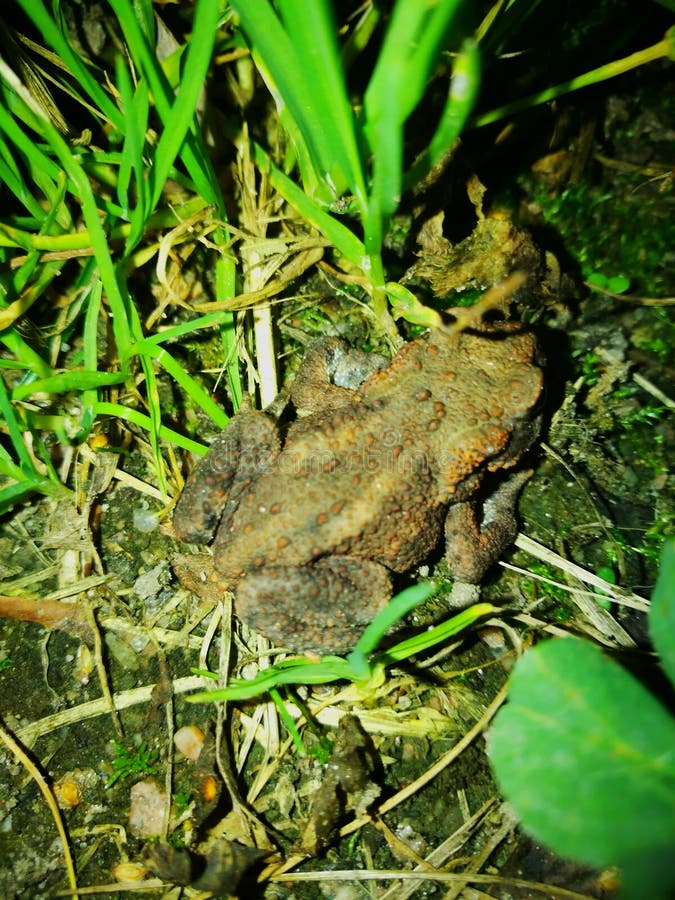 Frog in the Nature stock image. Image of green, frog - 77403381