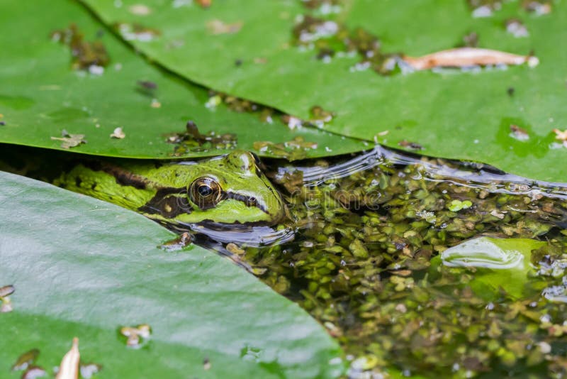 Frog in the nature stock photo. Image of green, pelophylacs - 42526942