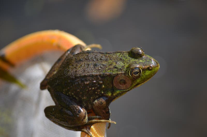 Frog on net stock photo. Image of frog, newyork, outdoors - 54720372