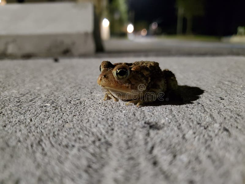 Frog at Night Time on Side Walk Stock Photo - Image of wood, sand ...