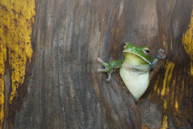 Good Morning Frog stock image. Image of simple, morning - 117567933