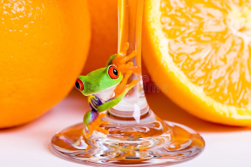 Frog and Orange Juice stock photo. Image of oranges, produce - 18792598