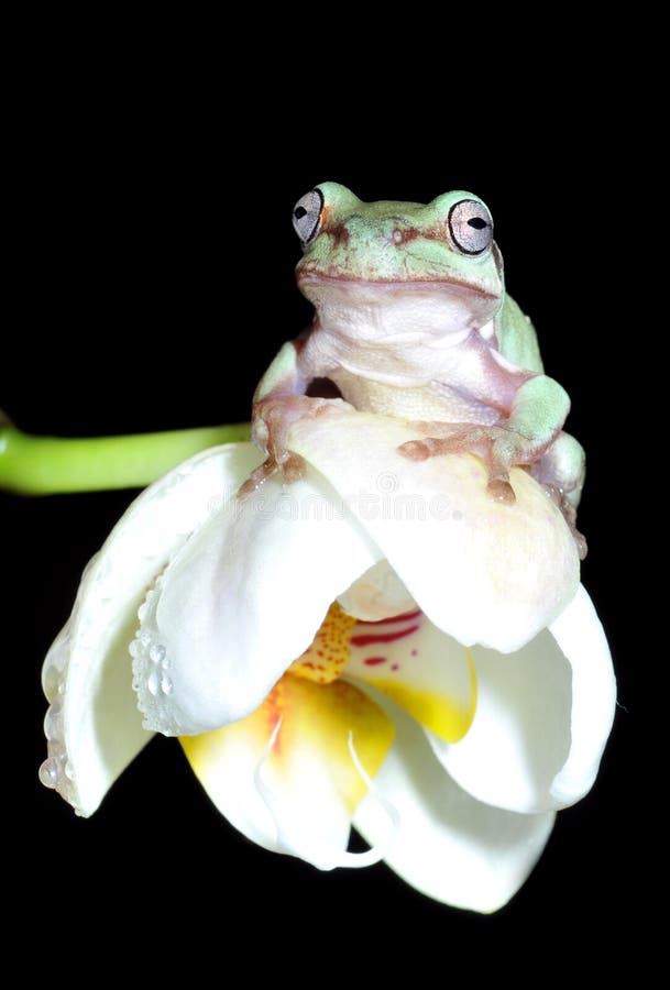 Frog Catching Fly with Tongue Stock Image - Image of macro, nocturnal ...