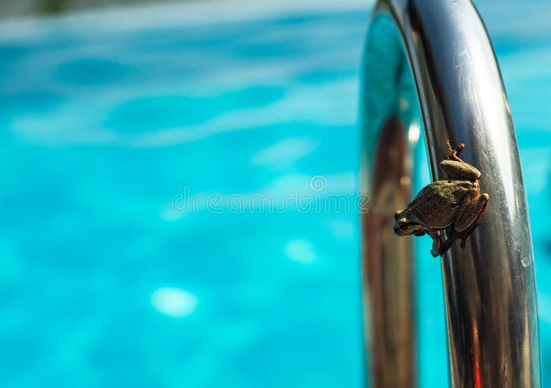 Frog in the outdoor pool stock photo. Image of coast - 151266292