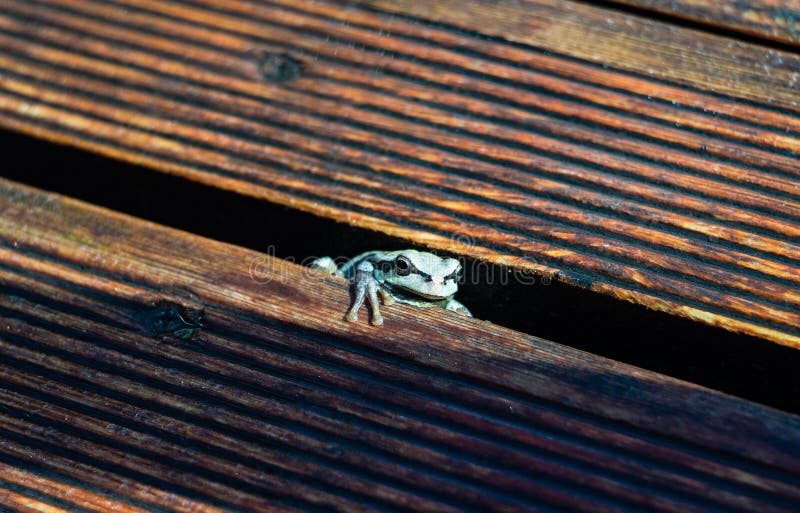 Frog in the outdoor pool stock image. Image of landscape - 151266331