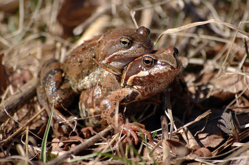 Frog pairing stock image. Image of amphibian, love, pairing - 9106471
