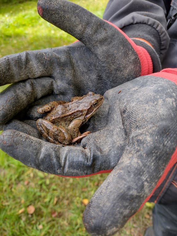 A Frog in the Palm of Your Hand Stock Photo - Image of frog, hand ...