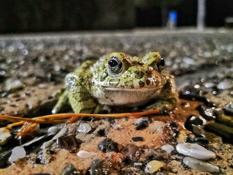 160 Frog Pavement Stock Photos - Free & Royalty-Free Stock Photos from ...