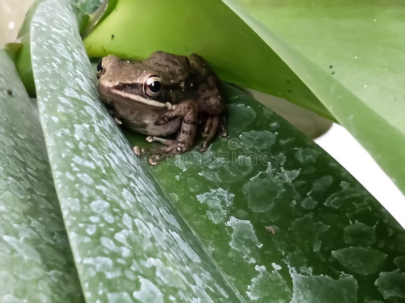 Frog Peeking between the Leaves Stock Image - Image of nature, reptile ...