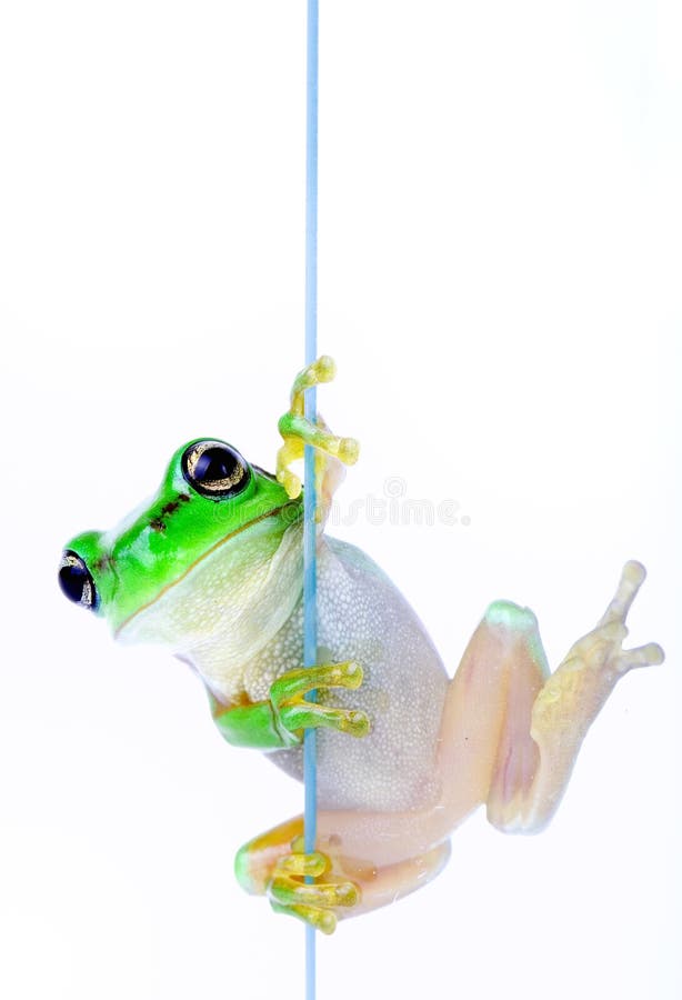 Frog Peeking Out from Behind Glass Stock Photo - Image of small ...