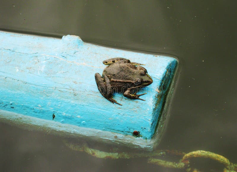 Frog Perched on a Blue Painted Log in Murky Water Stock Photo - Image ...