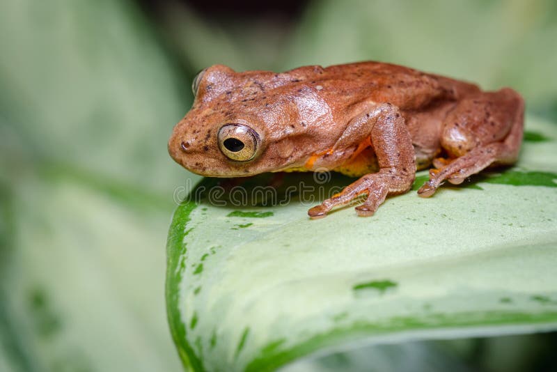 Frog Perched on a Leaf while Looking Down Stock Photo - Image of ...