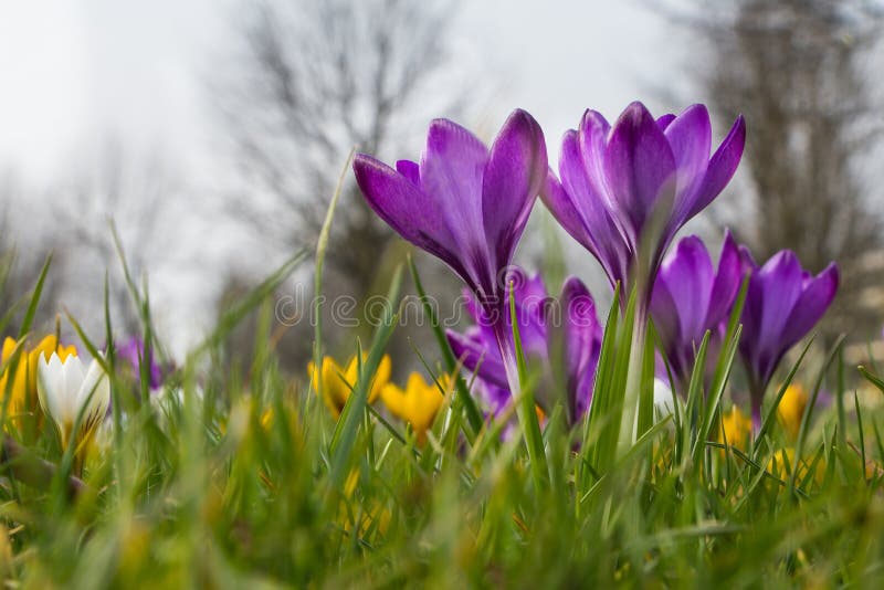 Crocus Closeup Low Perspective Stock Photo - Image of sunshine, meadow ...