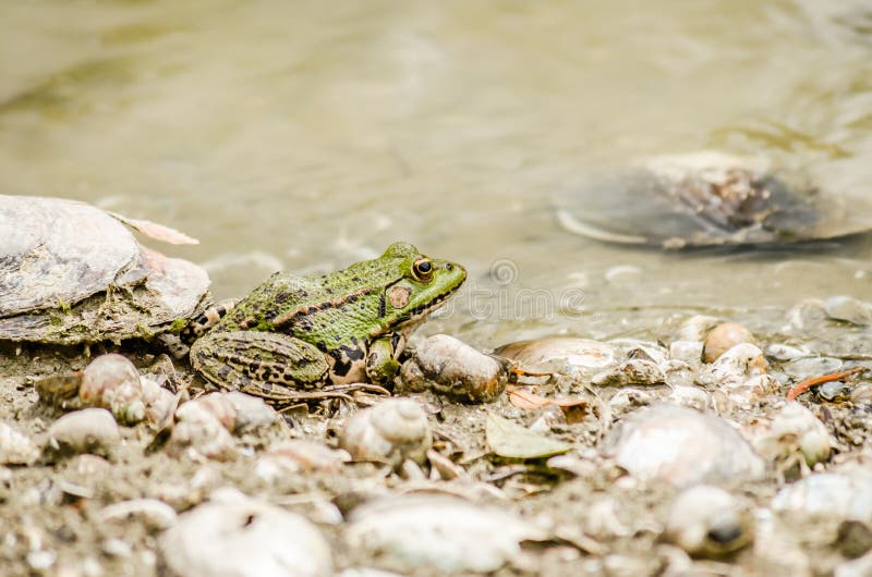 A Frog Photographed in Its Natural Environment Stock Photo - Image of ...