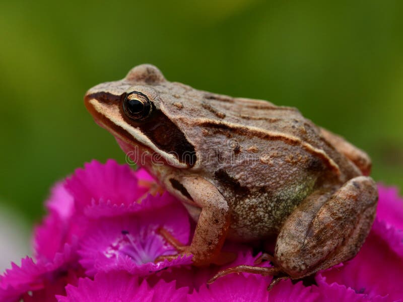 Frog on pink flower stock photo. Image of flowers, posing - 152201412