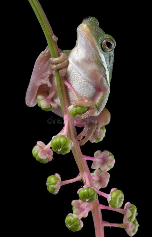 Frog on poke weed stock image. Image of nature, tree - 10390815