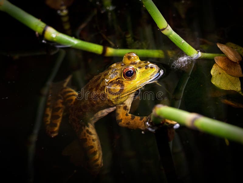 African Clawed Frog, African Clawed Toad, African Claw-toed Frog ...