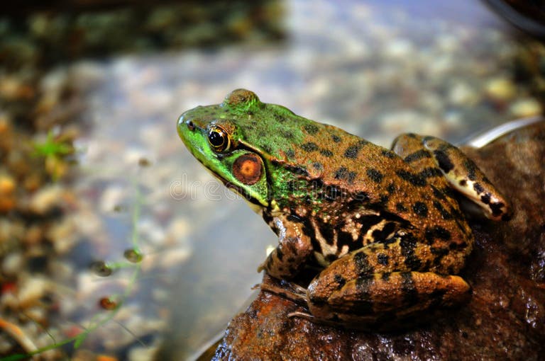 Frog at the pond stock photo. Image of pond, amphibians - 9990642