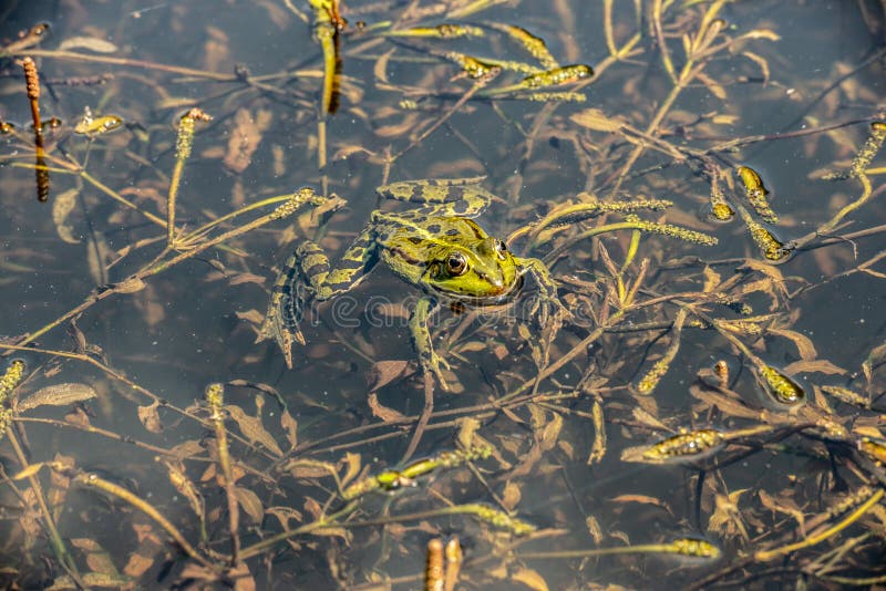 Frog in the pond stock image. Image of pond, centrenature - 253250601