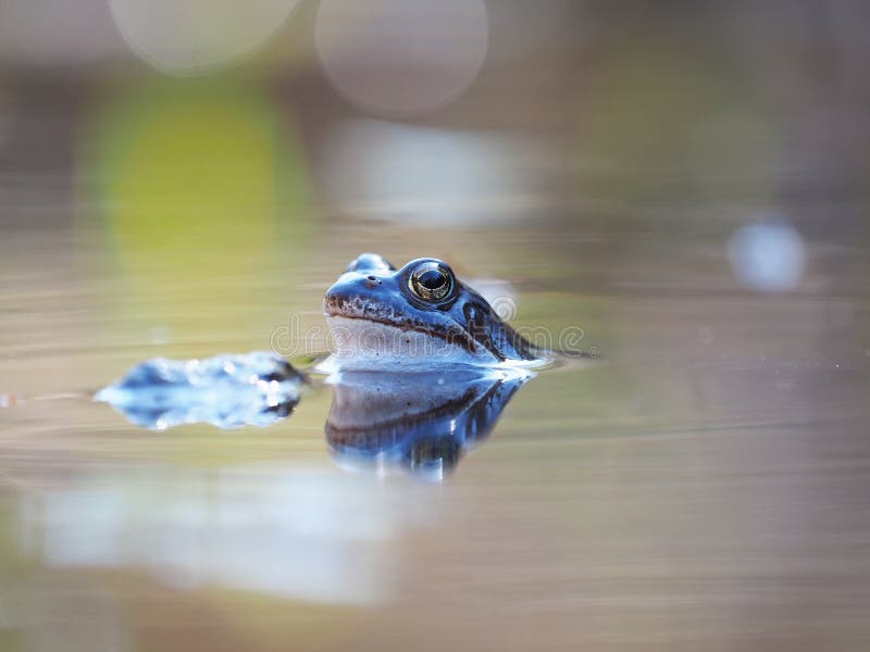 Frog in pond stock image. Image of amphibian, ecology - 73947761