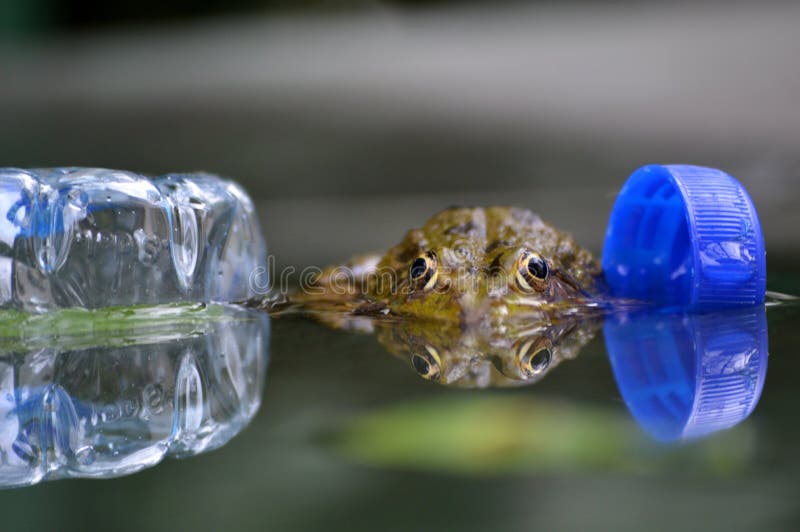 Frog in a Pond Next To Plastic and a Reflection in the Pond Stock Image ...