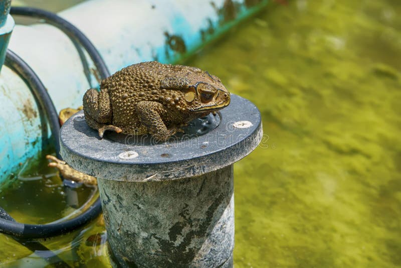 Disgusting Frogs Stock Photos - Free & Royalty-Free Stock Photos from ...