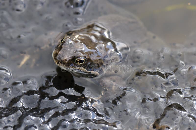 Frog in pond with spawn stock image. Image of spawn, amphibian - 24415919