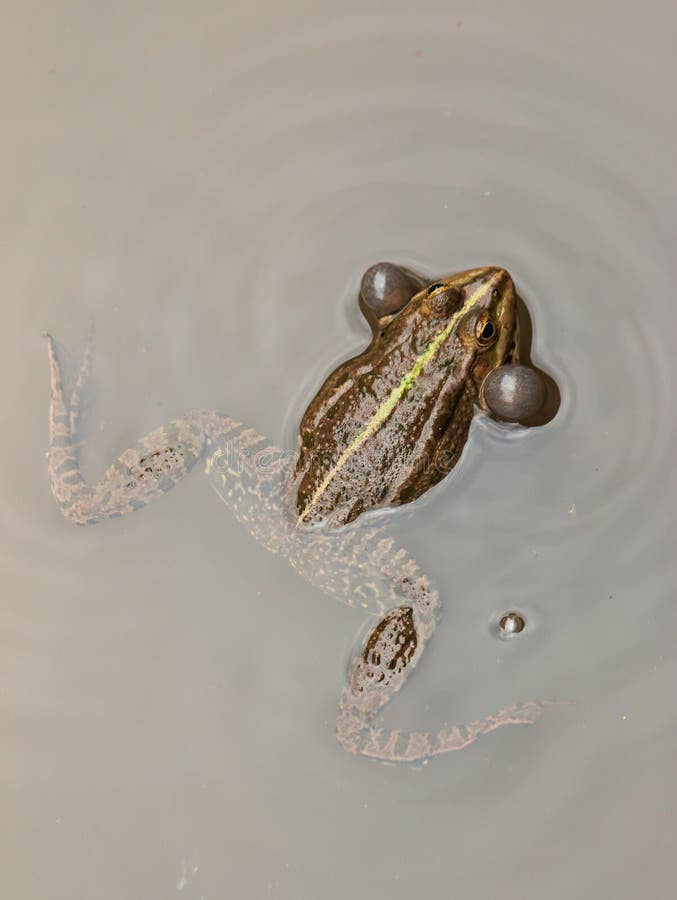 Frog Images - Download 60,486 Royalty Free Photos - Page 36