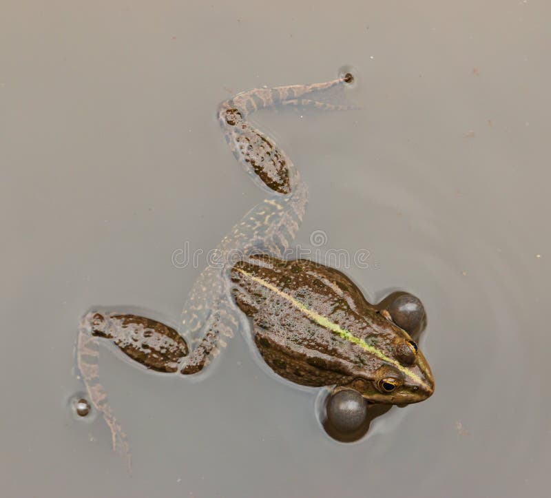Frog in a Pond with Swollen Cheeks Stock Image - Image of cheeks ...