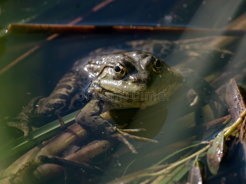 Frog stock photo. Image of water, pool, pond, paddock - 94474238