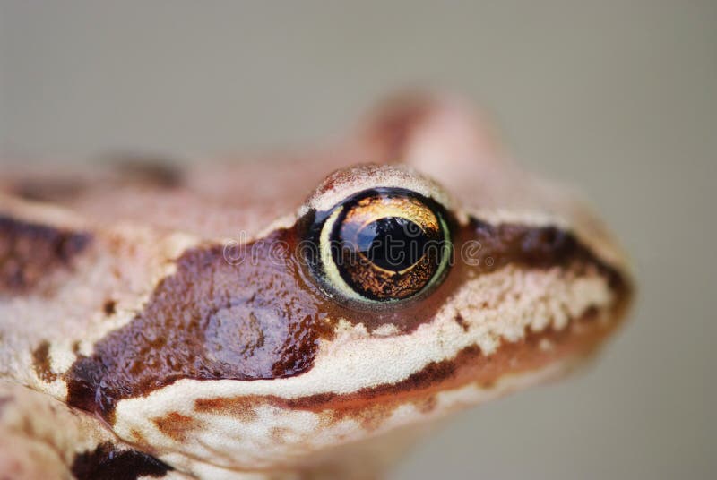 Frog portrait stock photo. Image of amphibian, looking - 12334316