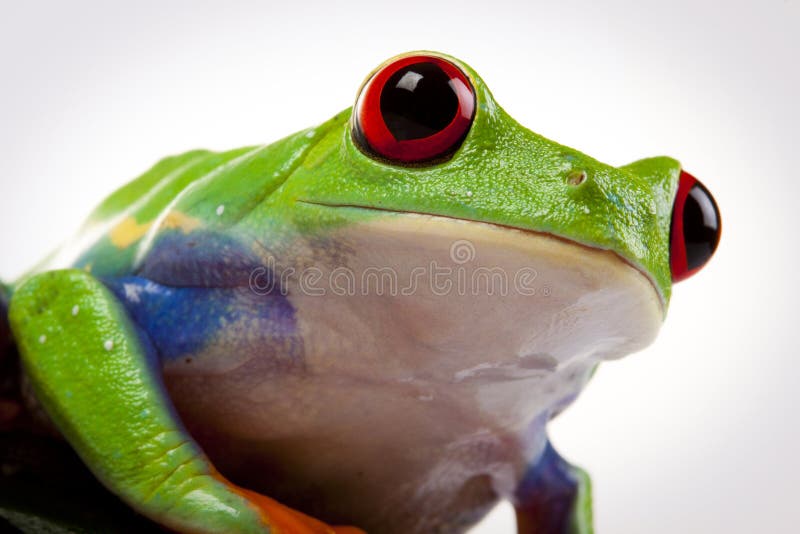 Frog Portrait stock image. Image of crazy, background - 12515739