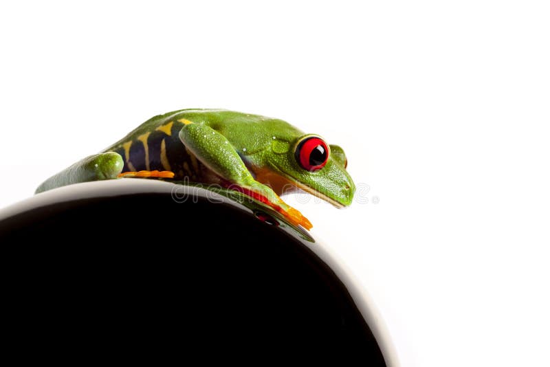 Frog Portrait stock image. Image of bulging, climate - 12515819
