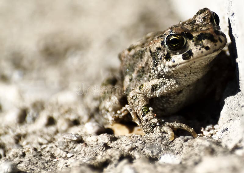 Little sad and shy frog stock photo. Image of little - 128048302
