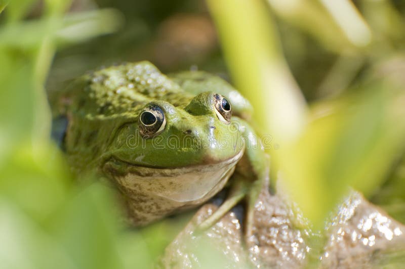 Free Public Domain CC0 Image: Frog Portrait Picture. Image: 83065098
