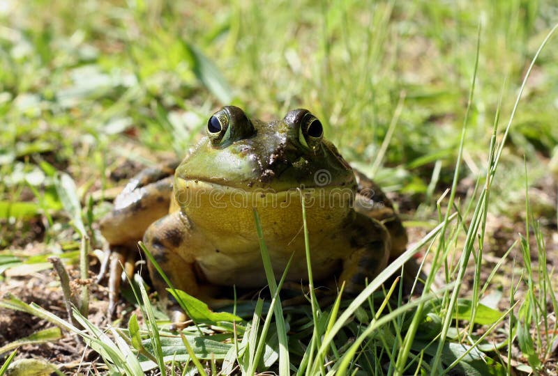 Toad in Pond stock photo. Image of still, pond, water - 17046762