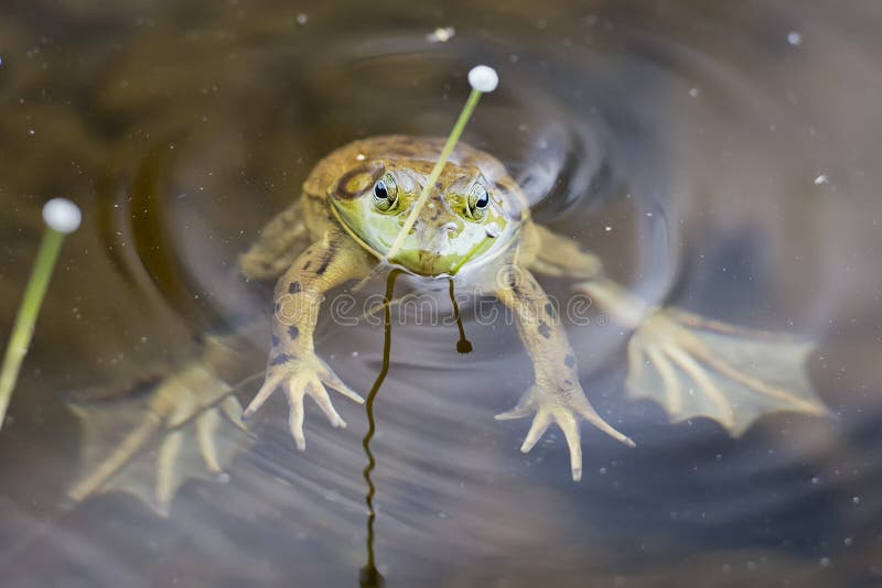 Frog Portrait while Looking at You Stock Image - Image of wild, blue ...