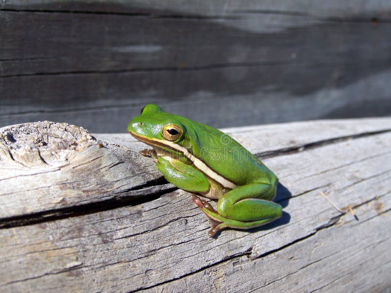 Frog Pose Picture. Image: 3635414