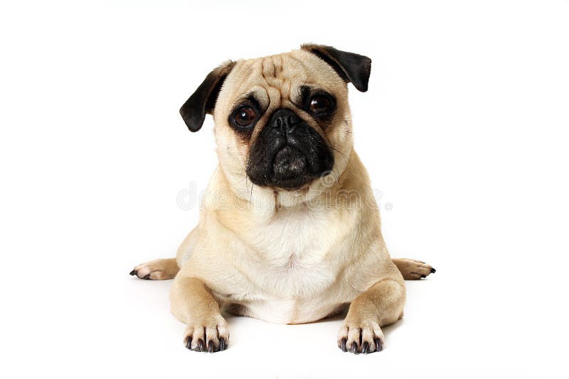 Sad Pug Puppy stock photo. Image of canine, love, mouth - 5056680