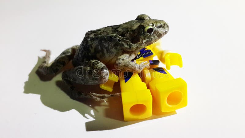 Frog is power stock image. Image of forest, nature, amphibian - 53505989