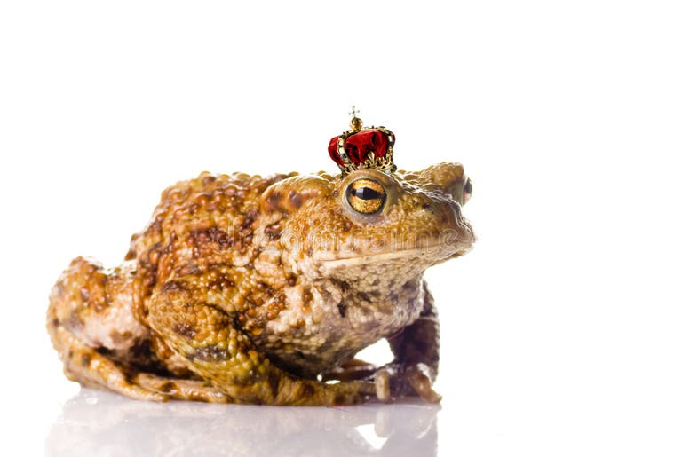 The Frog Prince stock image. Image of warts, angry, prince - 10725133